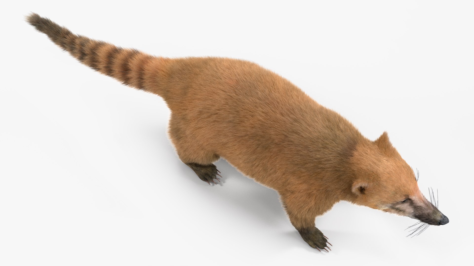 Nasua Mammal Basic Pose Fur 3D Model - TurboSquid 2190542