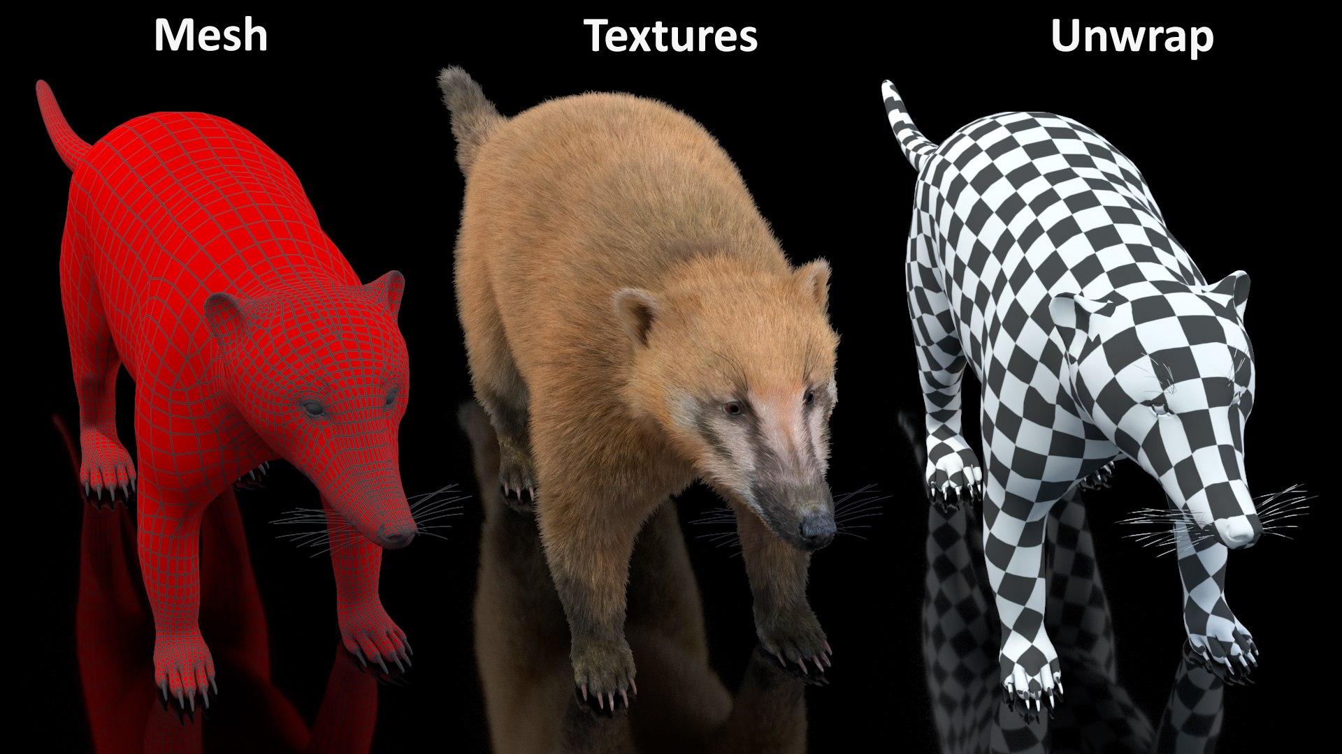 Nasua Mammal Basic Pose Fur 3D Model - TurboSquid 2190542