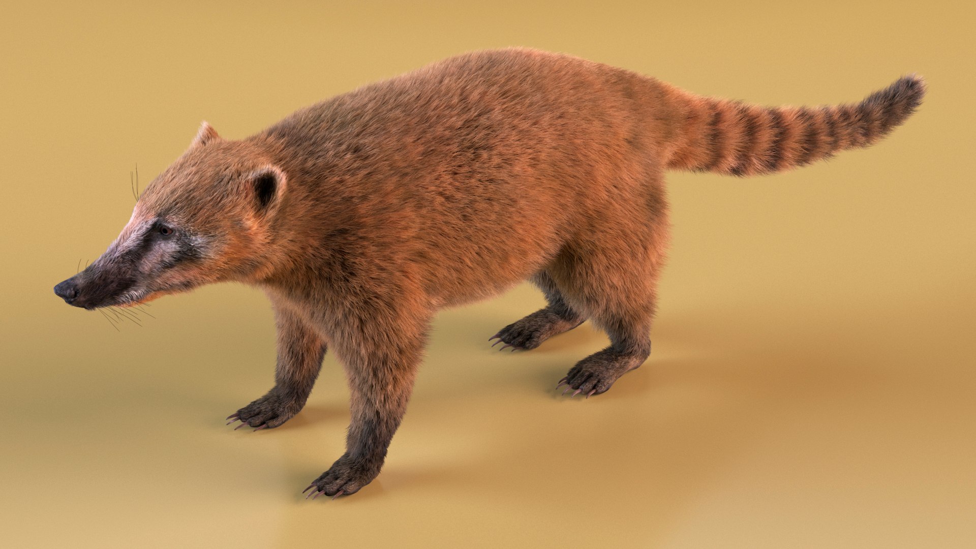 Nasua Mammal Basic Pose Fur 3D Model - TurboSquid 2190542