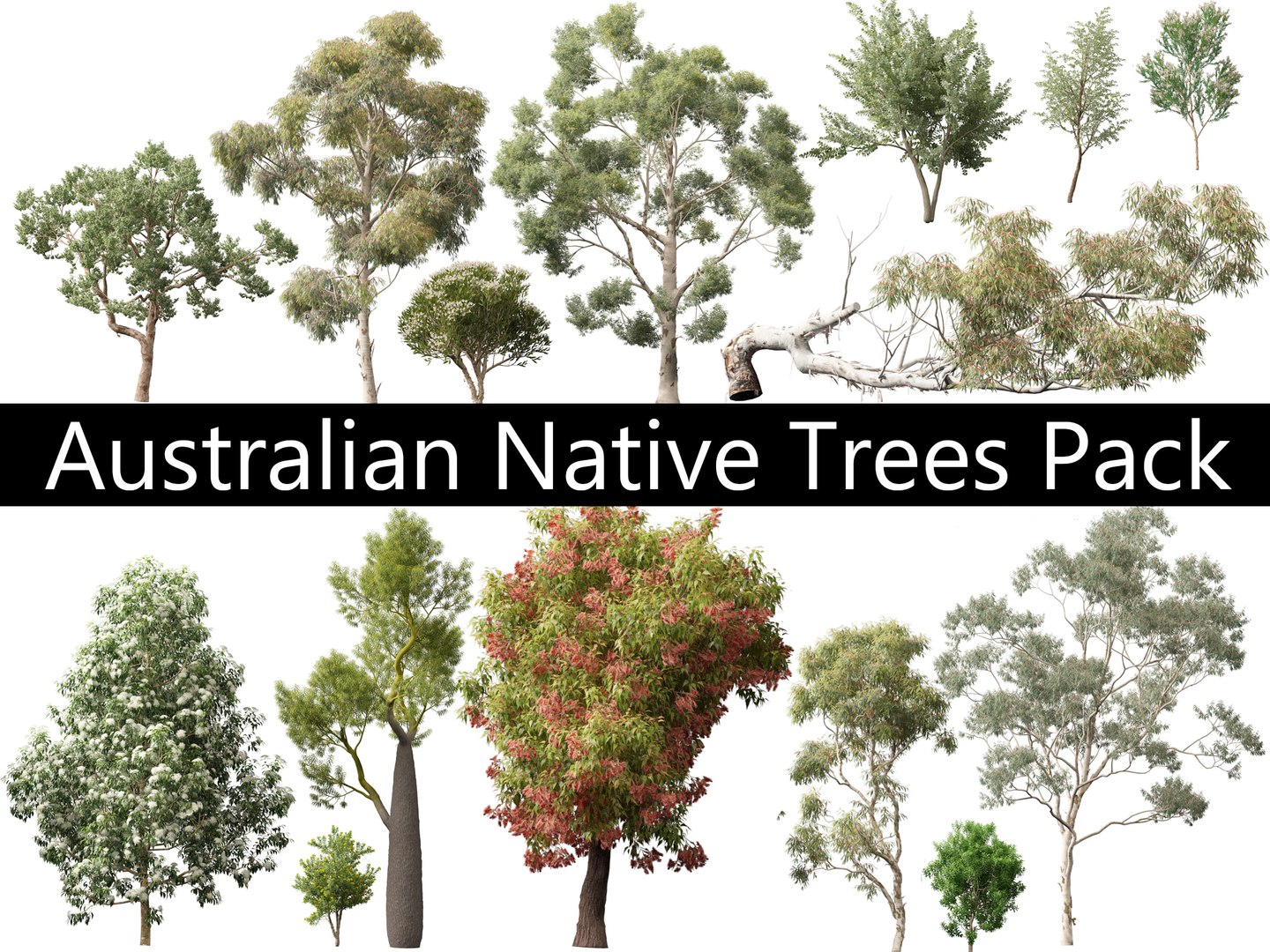 3D Australian Native Trees Pack 31 - TurboSquid 2471886