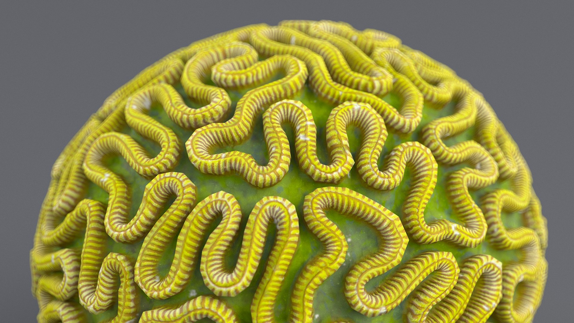 Brain coral 3D model - TurboSquid 1478359