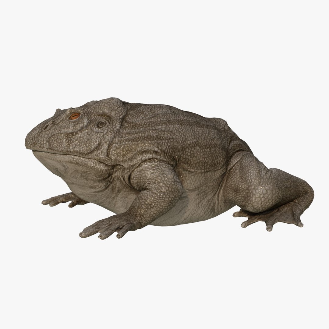 modelo 3d Toad - TurboSquid 2022146
