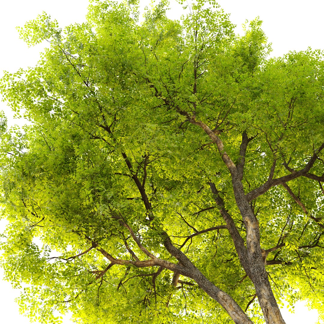 Summit Green Ash 3 3D Model - TurboSquid 1956698