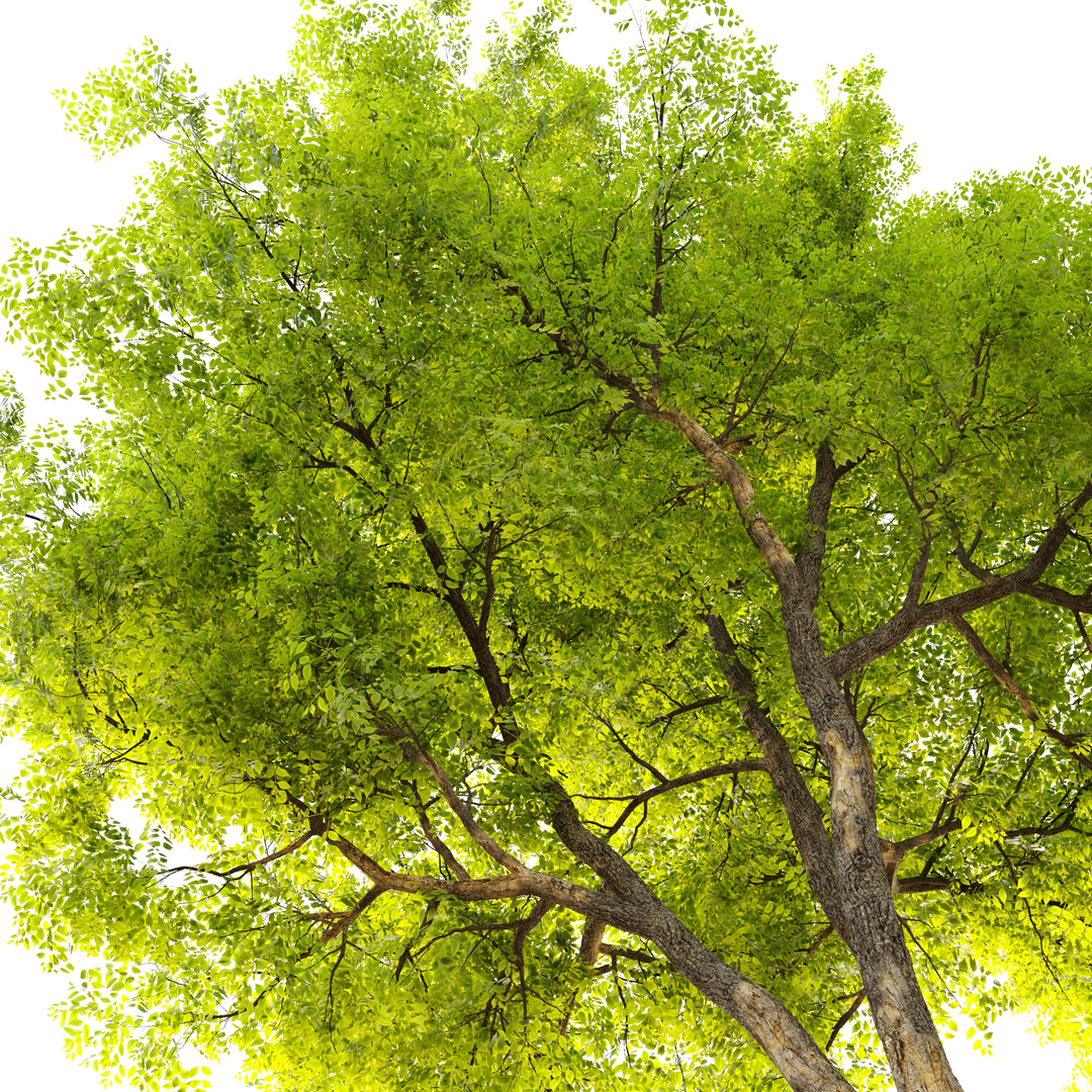 Summit green ash 3 3D model - TurboSquid 1956698