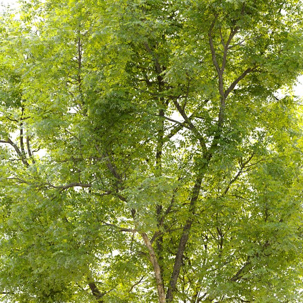 Summit green ash 3 3D model - TurboSquid 1956698