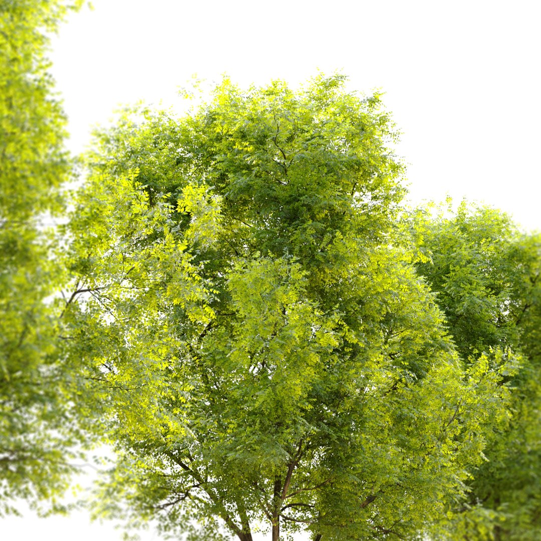 Summit Green Ash 3 3D Model - TurboSquid 1956698