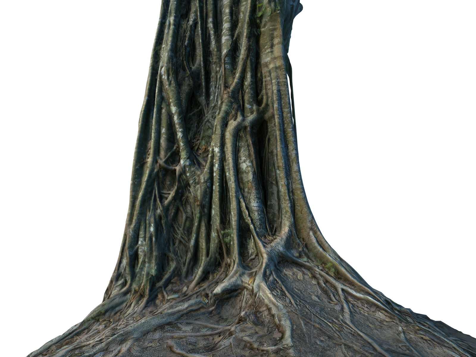 3d jungle tree 16k model