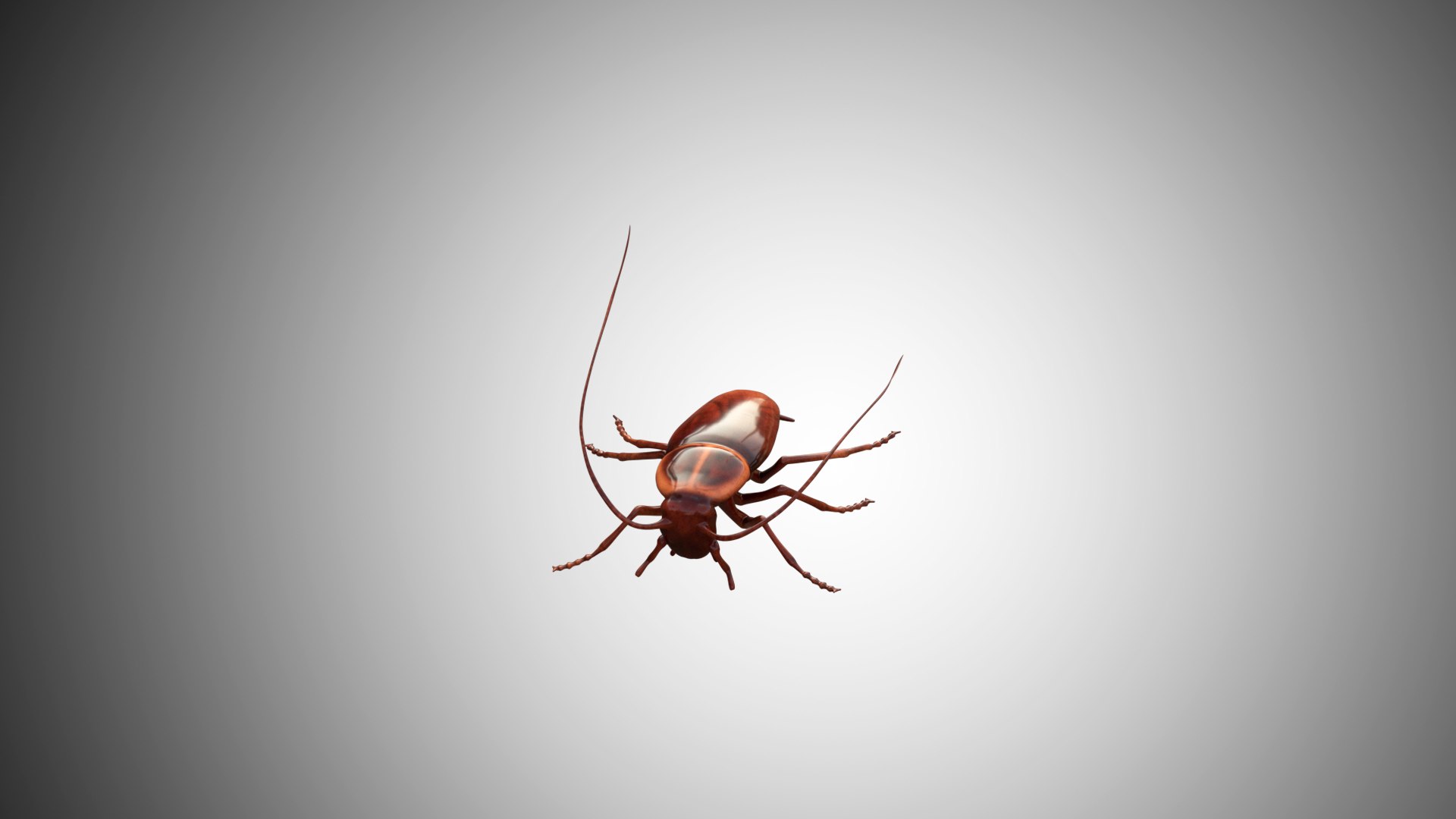 Cockroach Rigged 3D Model - TurboSquid 1590617