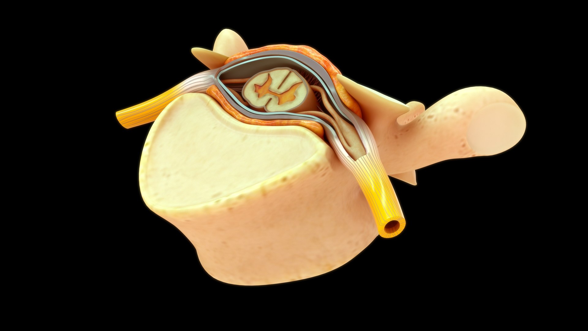 3D Vertebrae Cross Section With Spinal Cord Model - TurboSquid 2189320