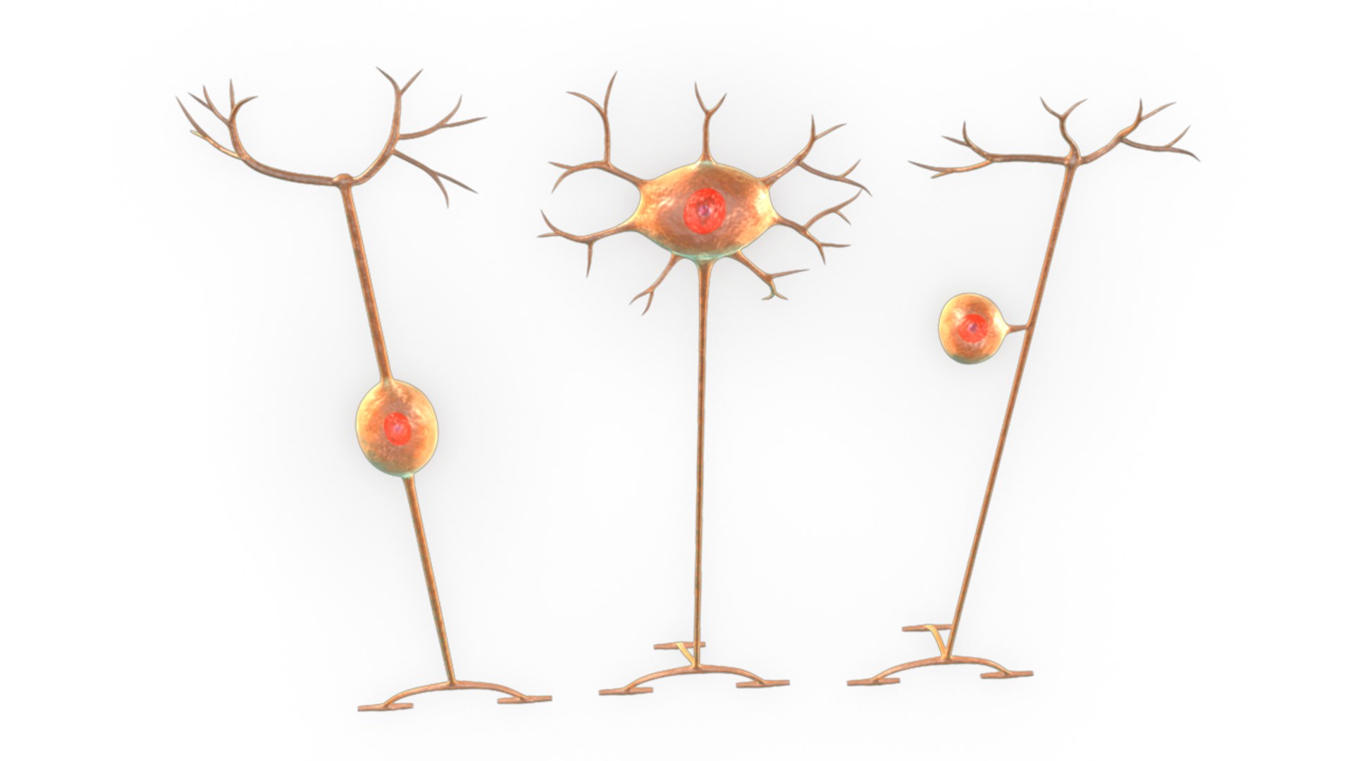 Neurons Cell Synapses 3d Model