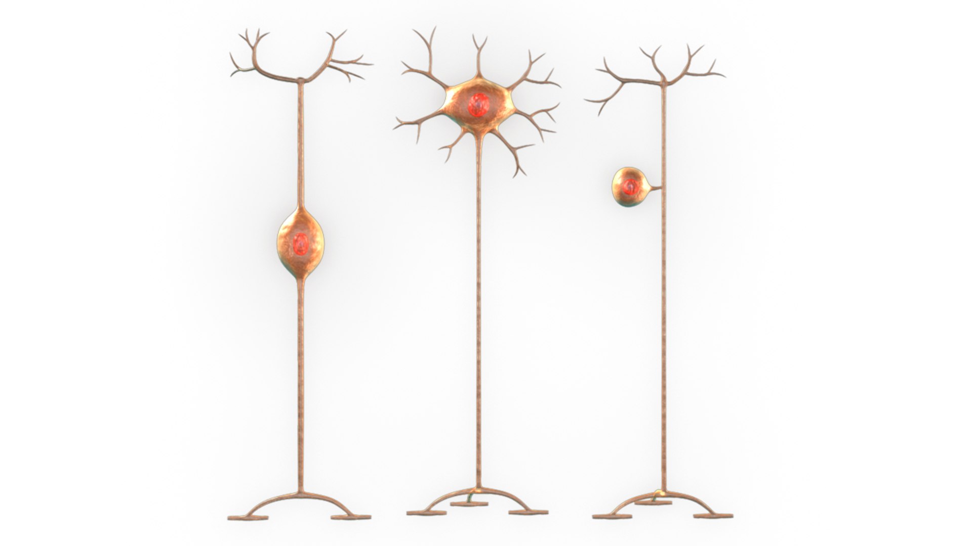 Neurons Cell Synapses 3d Model