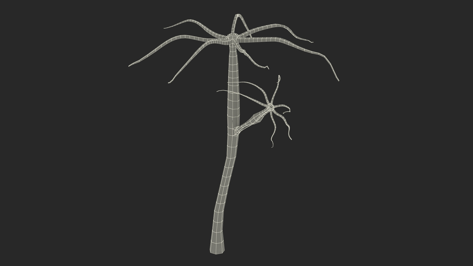 3D Hydra Genus Polyp Model - TurboSquid 2163737