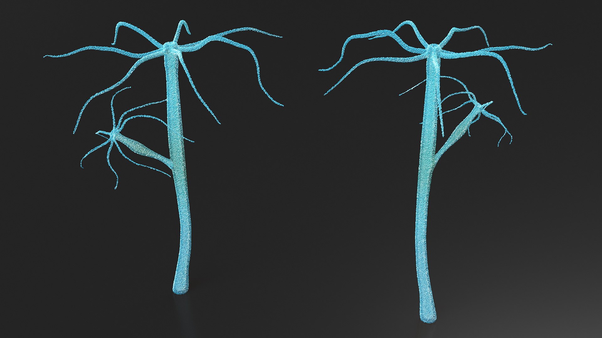 3D Hydra Genus Polyp Model - TurboSquid 2163737