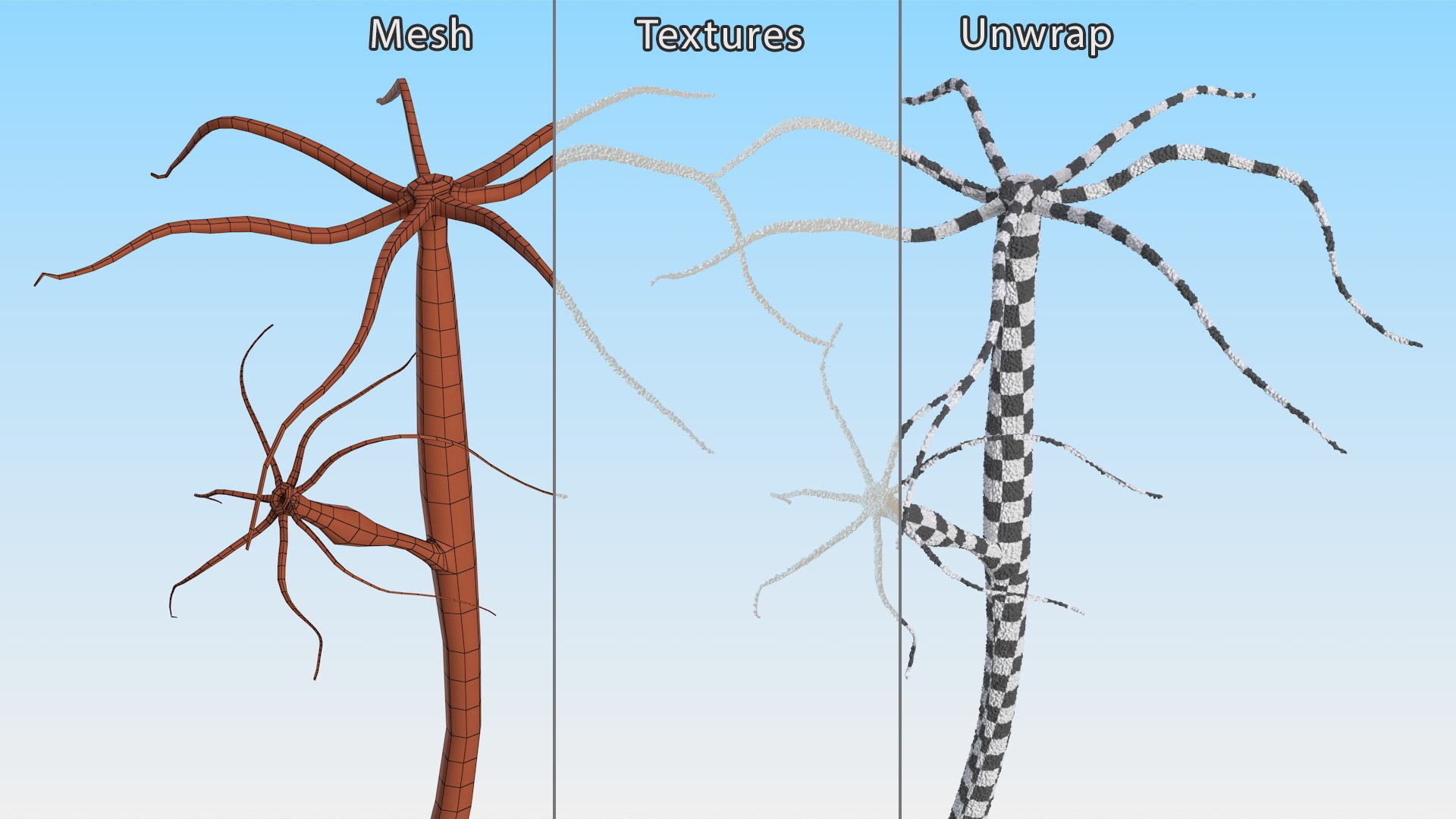 3D Hydra Genus Polyp Model - TurboSquid 2163737