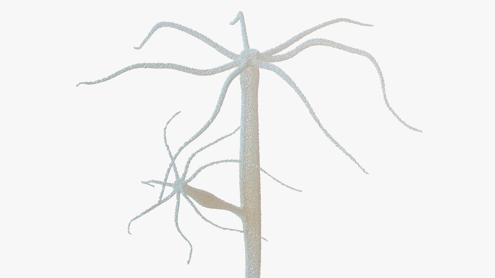 3D Hydra Genus Polyp Model - TurboSquid 2163737