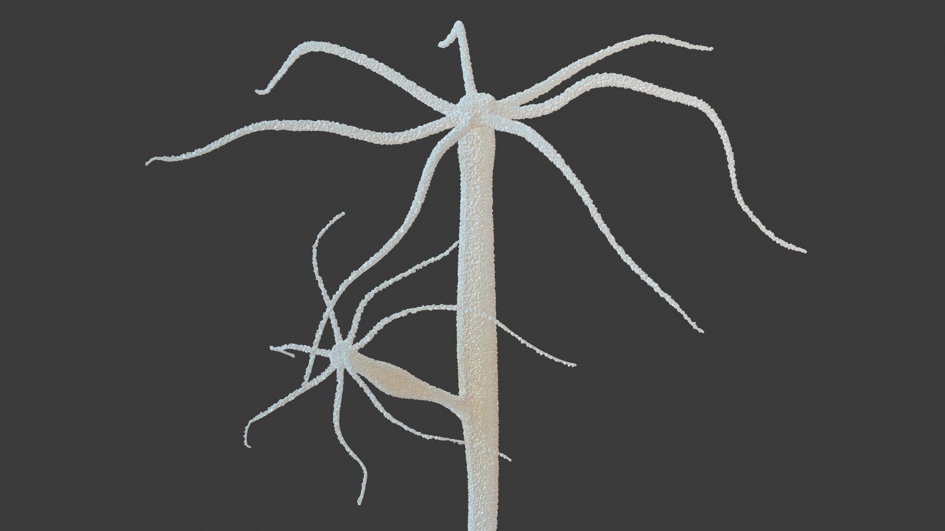 3D Hydra Genus Polyp Model - TurboSquid 2163737
