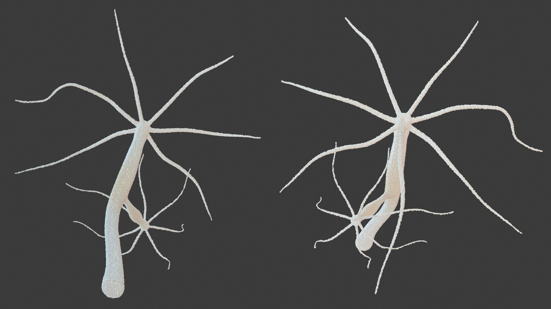 3D Hydra Genus Polyp Model - TurboSquid 2163737