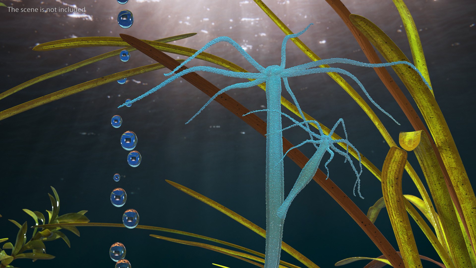 3D Hydra Genus Polyp Model - TurboSquid 2163737