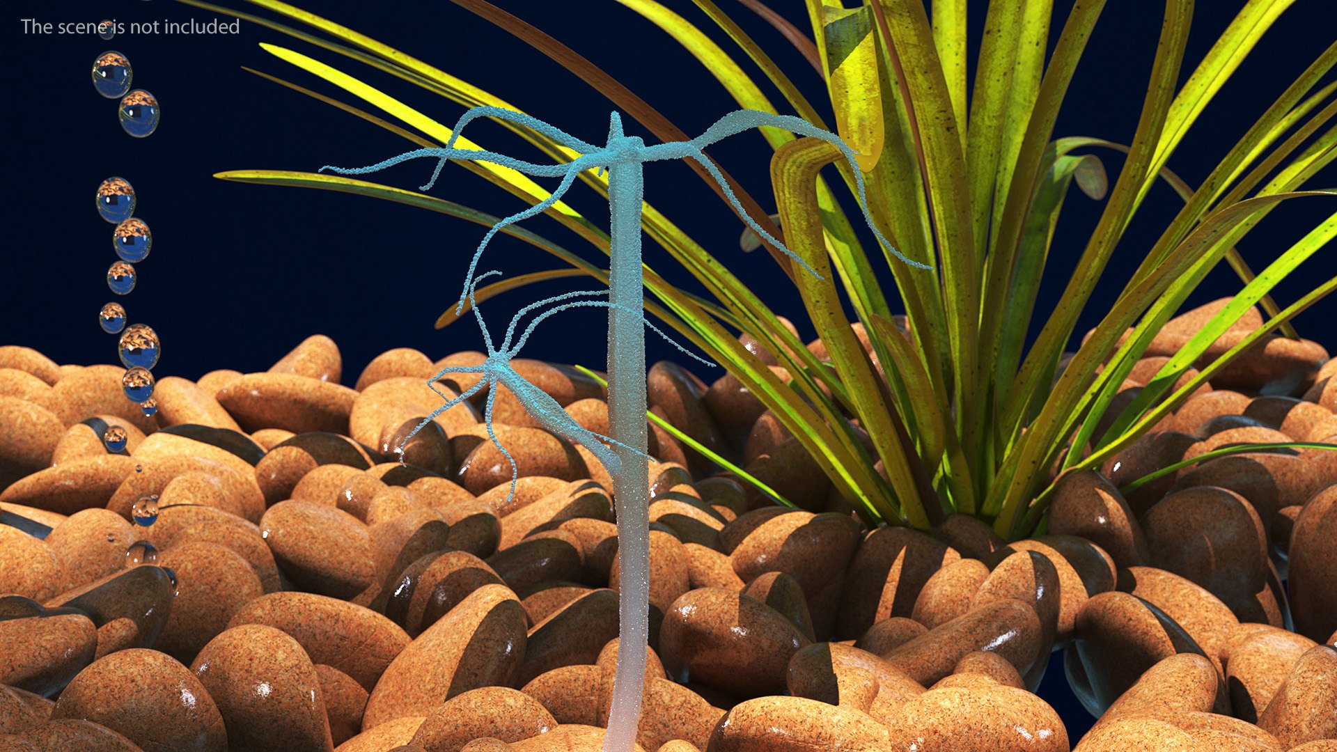 3D Hydra Genus Polyp Model - TurboSquid 2163737