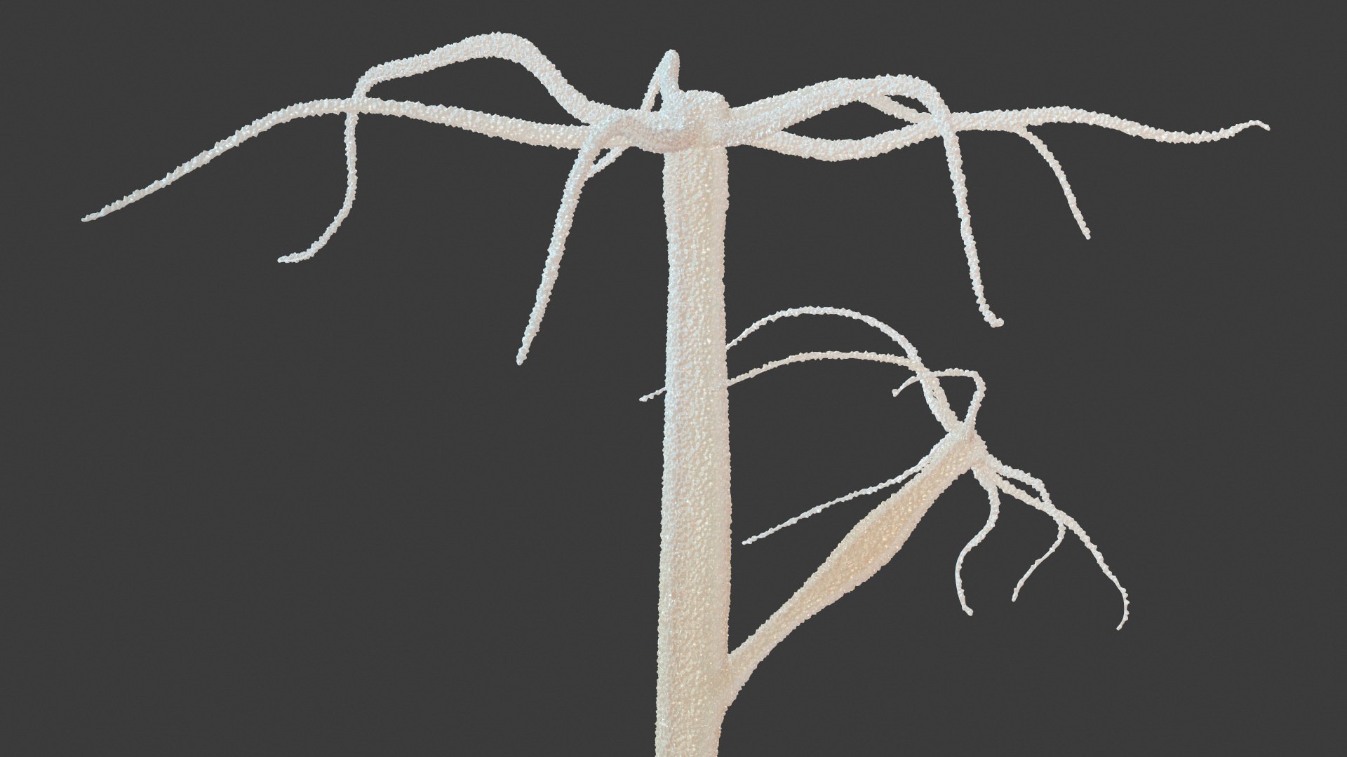 3D Hydra Genus Polyp model - TurboSquid 2163737