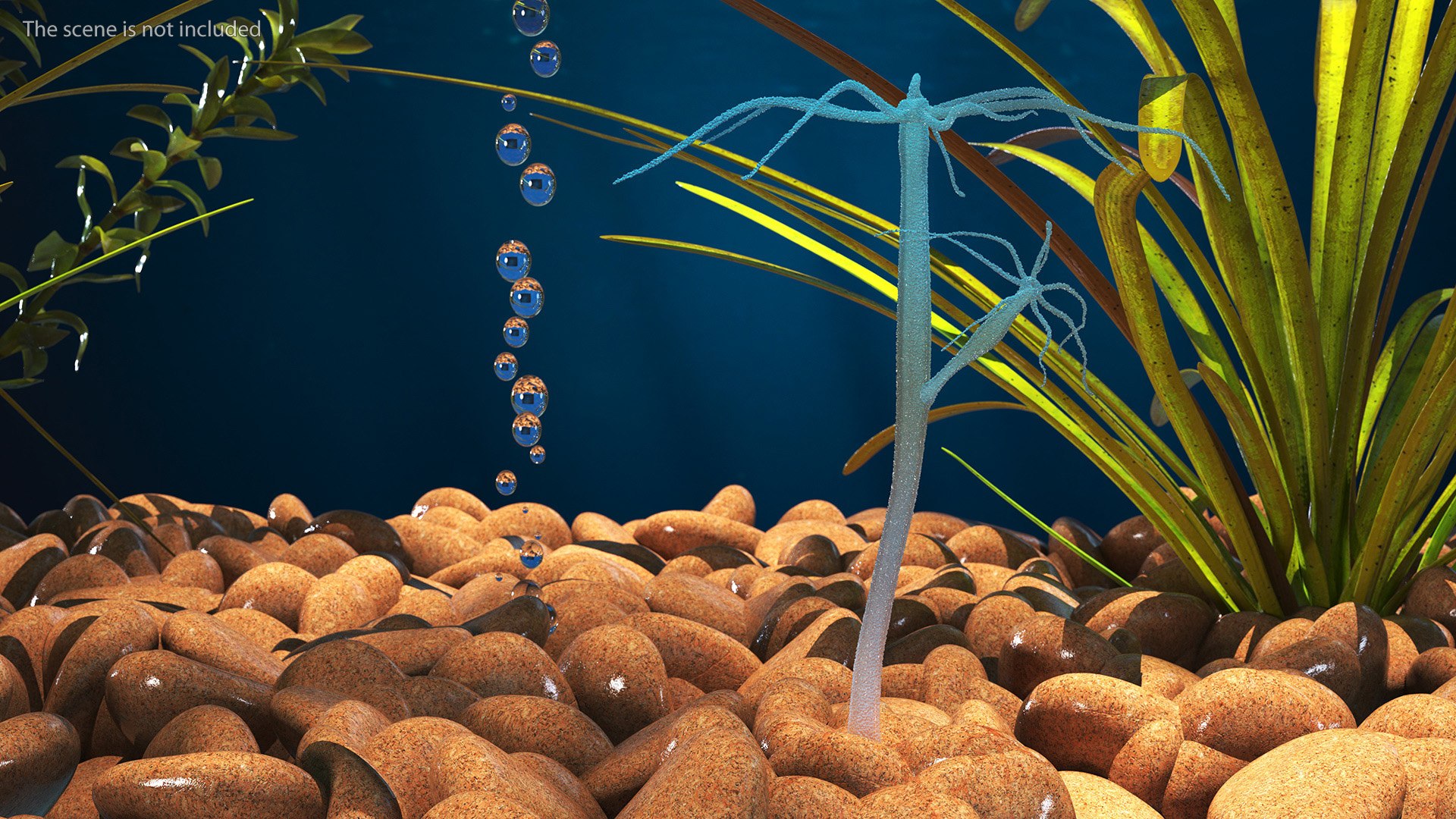 3D Hydra Genus Polyp Model - TurboSquid 2163737