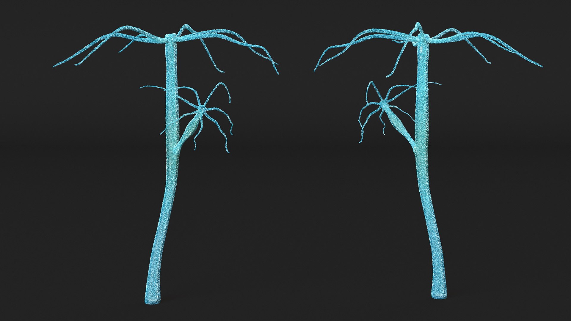 3D Hydra Genus Polyp Model - TurboSquid 2163737