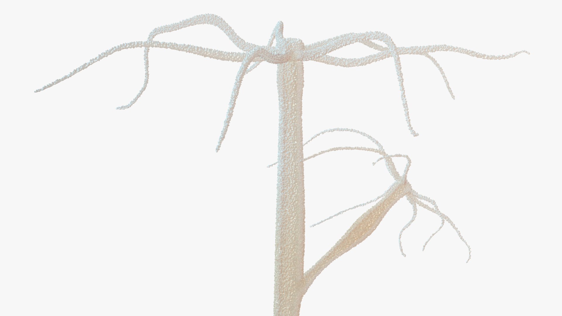 3D Hydra Genus Polyp Model - TurboSquid 2163737