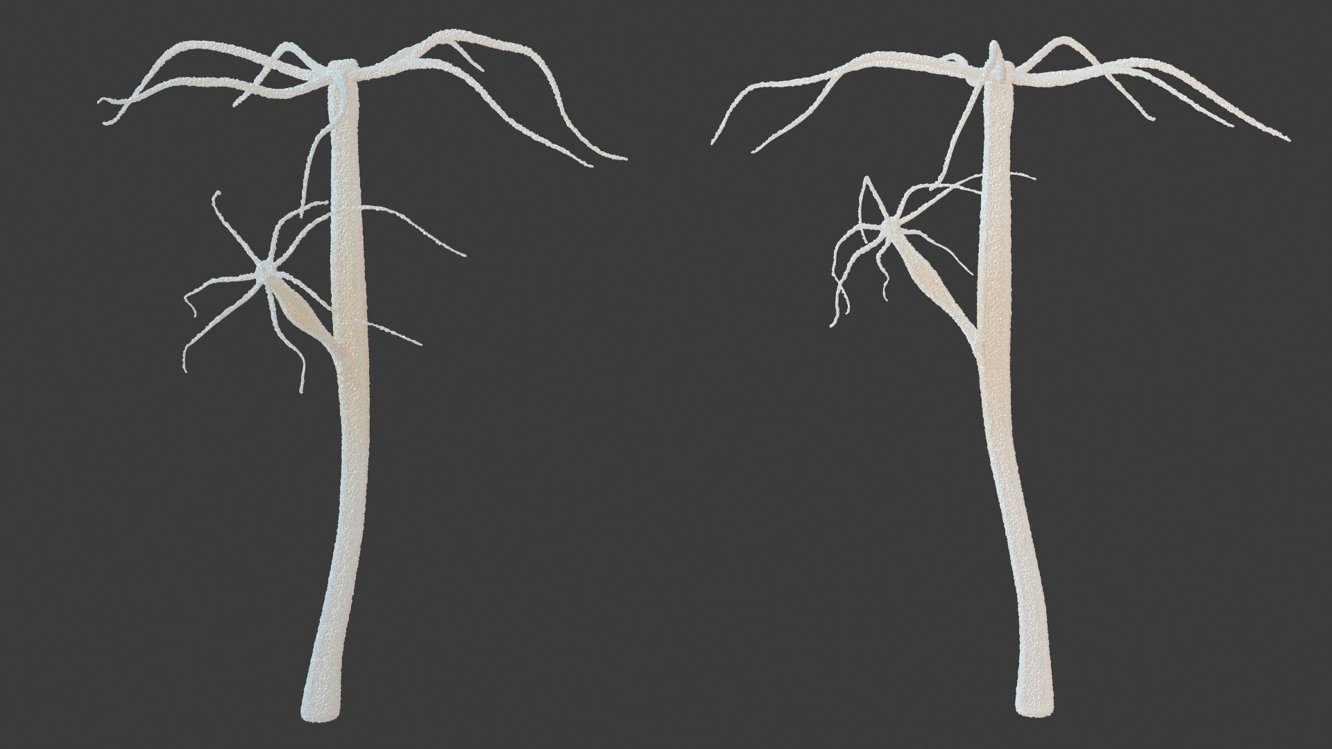 3D Hydra Genus Polyp model - TurboSquid 2163737