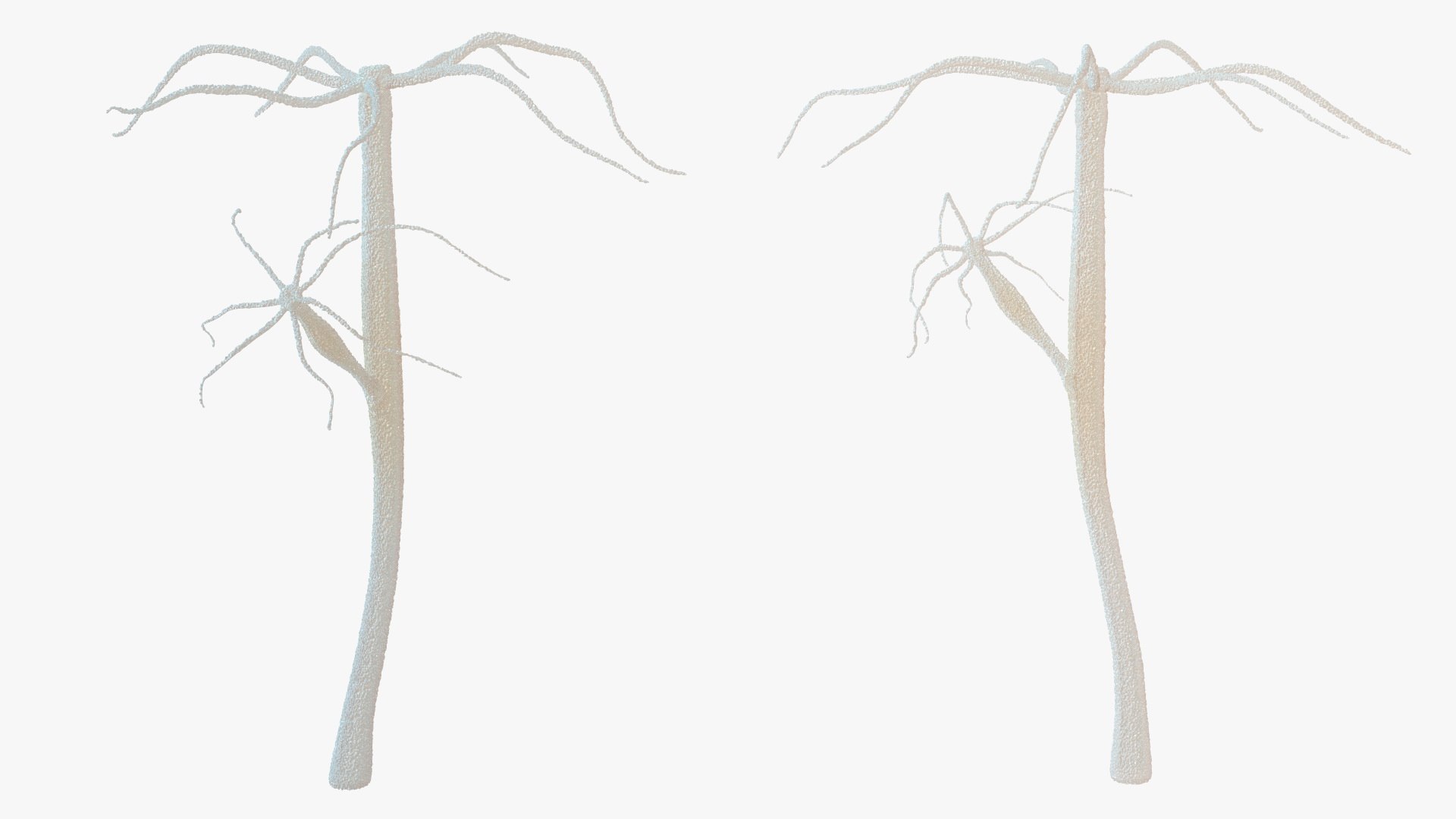 3D Hydra Genus Polyp Model - TurboSquid 2163737