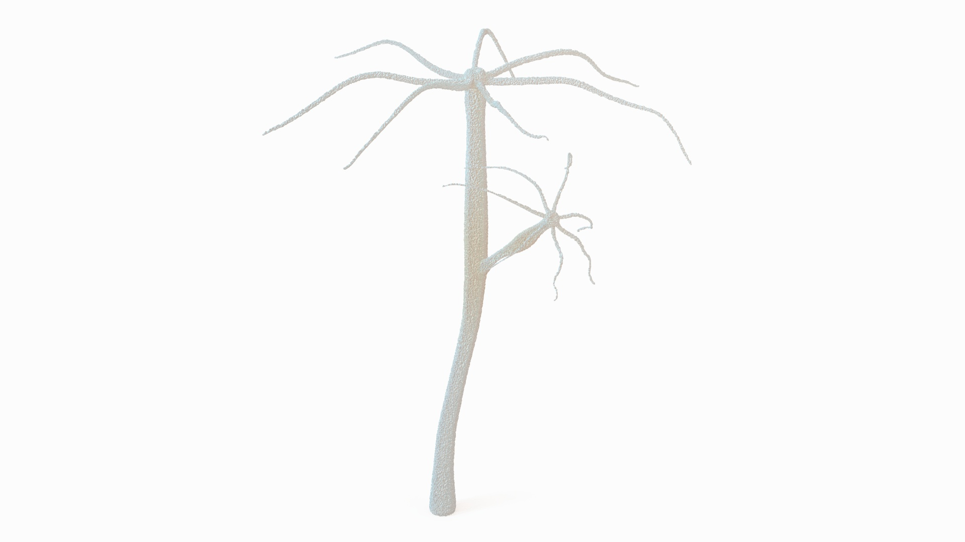 3D Hydra Genus Polyp Model - TurboSquid 2163737