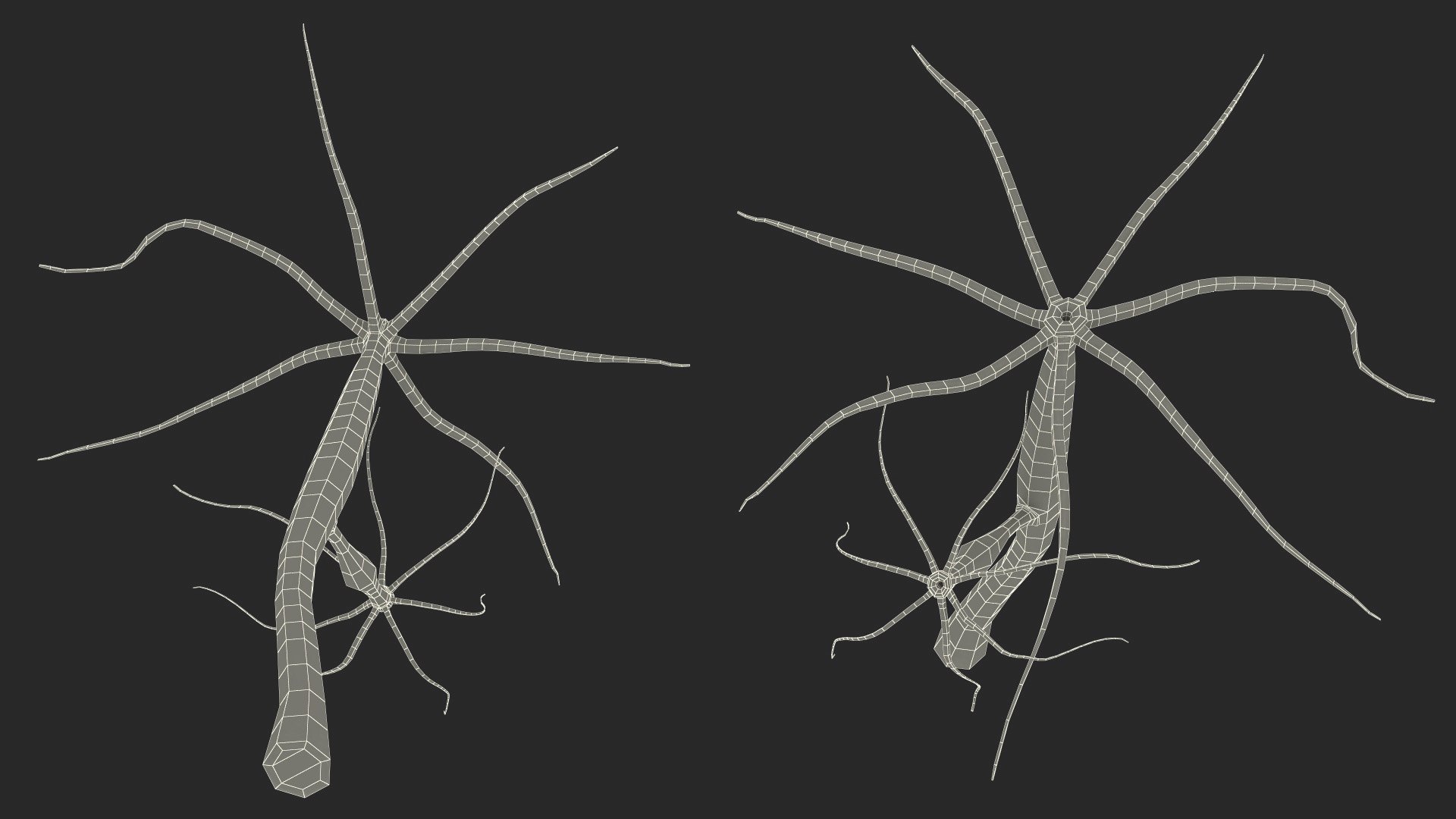3D Hydra Genus Polyp model - TurboSquid 2163737