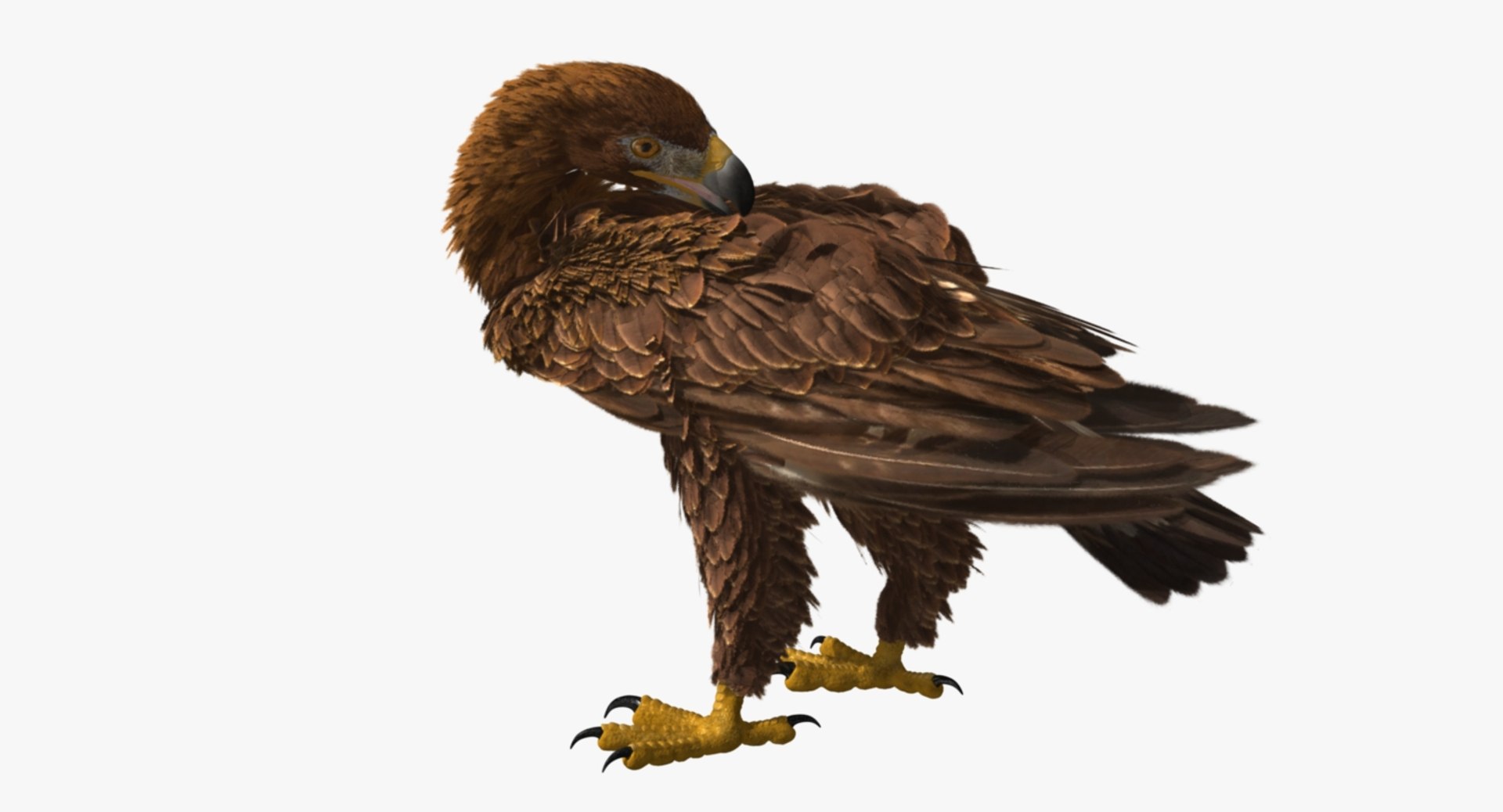 3d model golden eagle