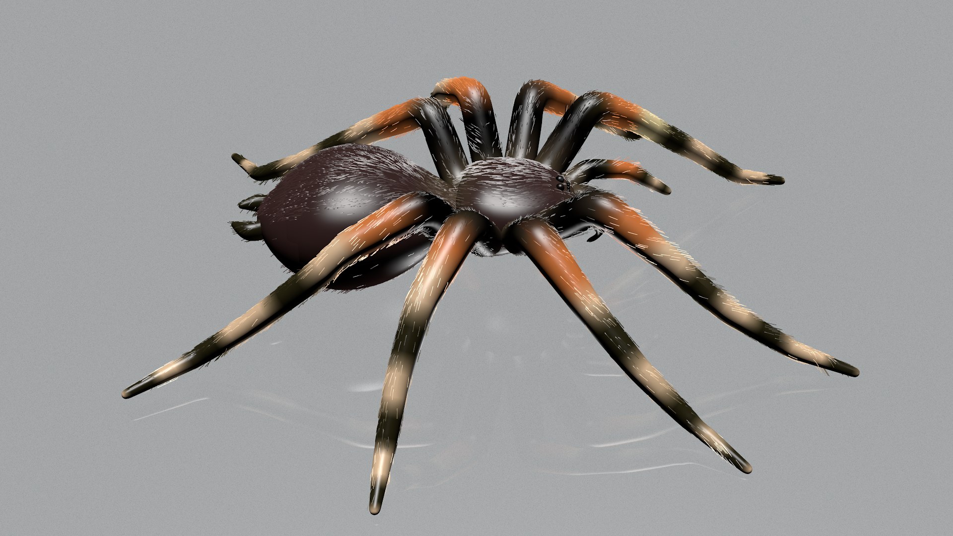 Spider-tarantula Theraphosidae Spider Model - TurboSquid 1291388