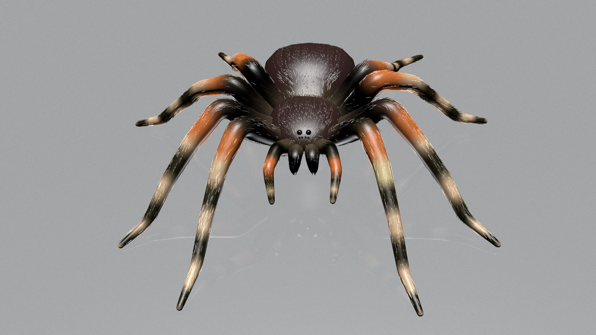 Spider-tarantula Theraphosidae Spider Model - TurboSquid 1291388