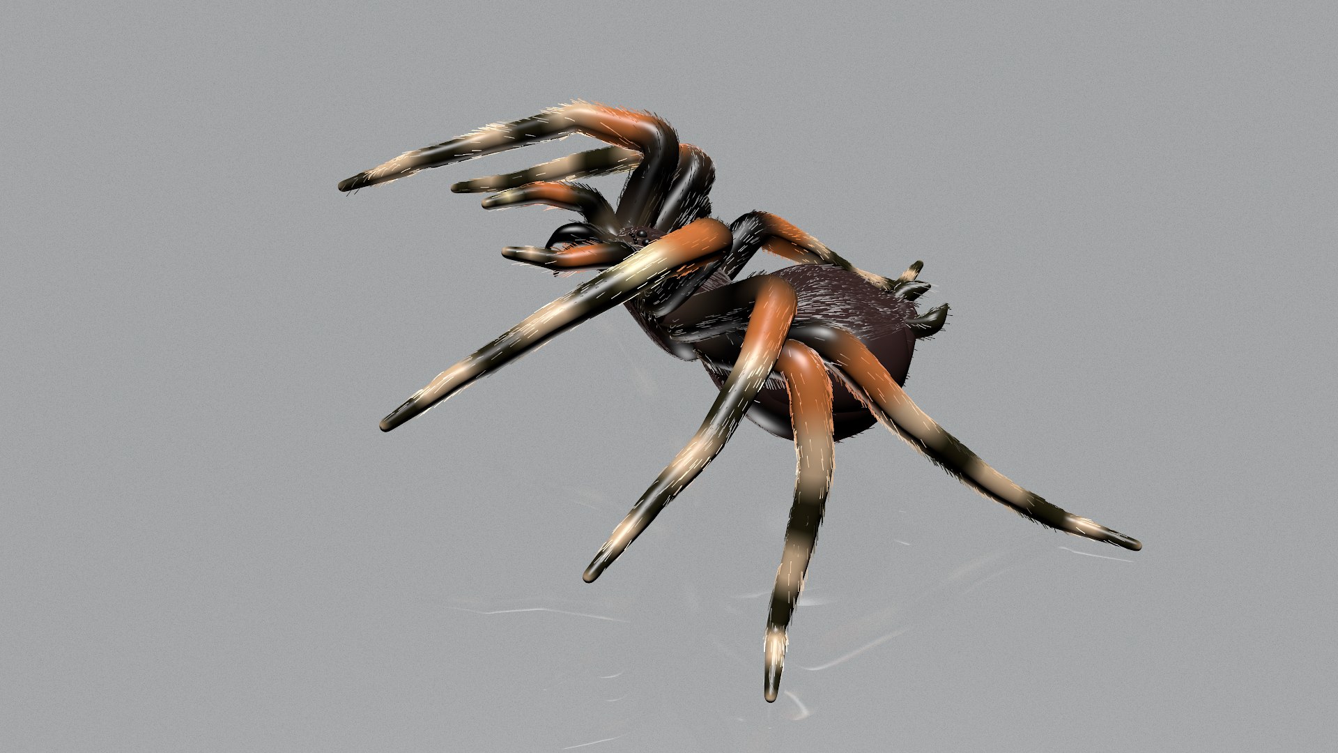Spider-tarantula Theraphosidae Spider Model - TurboSquid 1291388