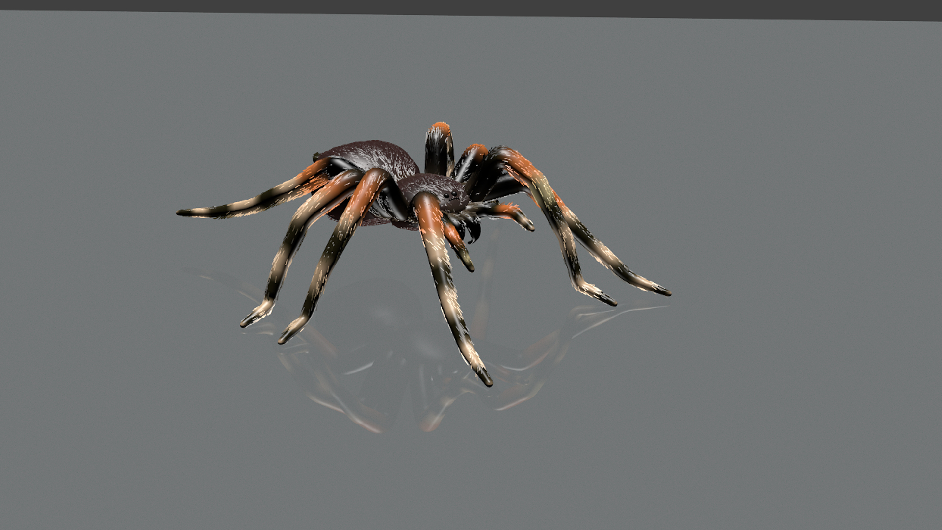 Spider-tarantula Theraphosidae Spider Model - TurboSquid 1291388