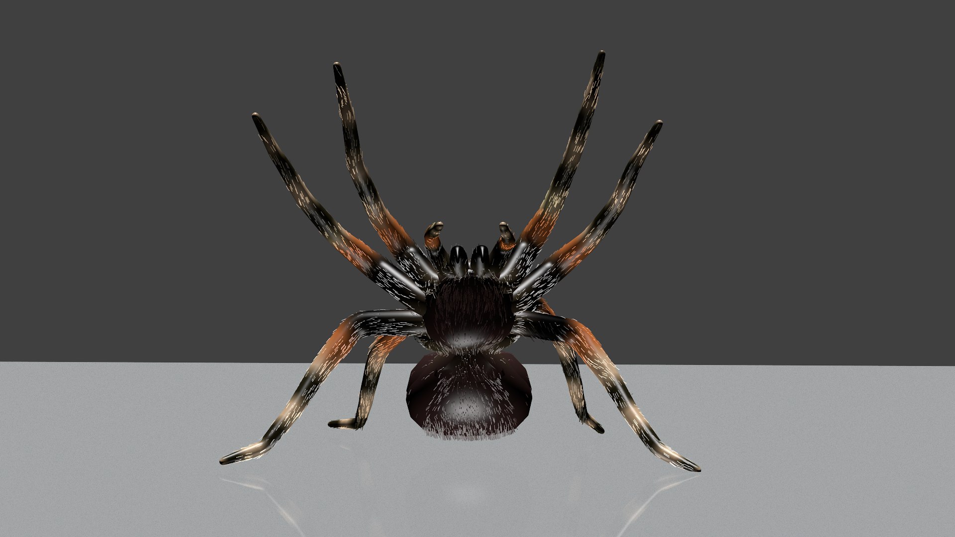 Spider-tarantula Theraphosidae Spider Model - TurboSquid 1291388