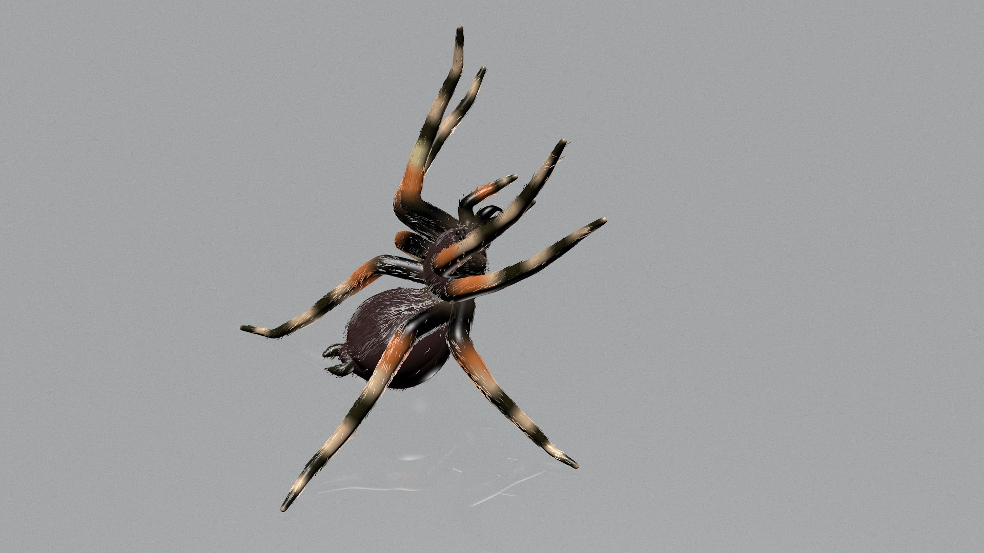 Spider-tarantula Theraphosidae Spider Model - TurboSquid 1291388