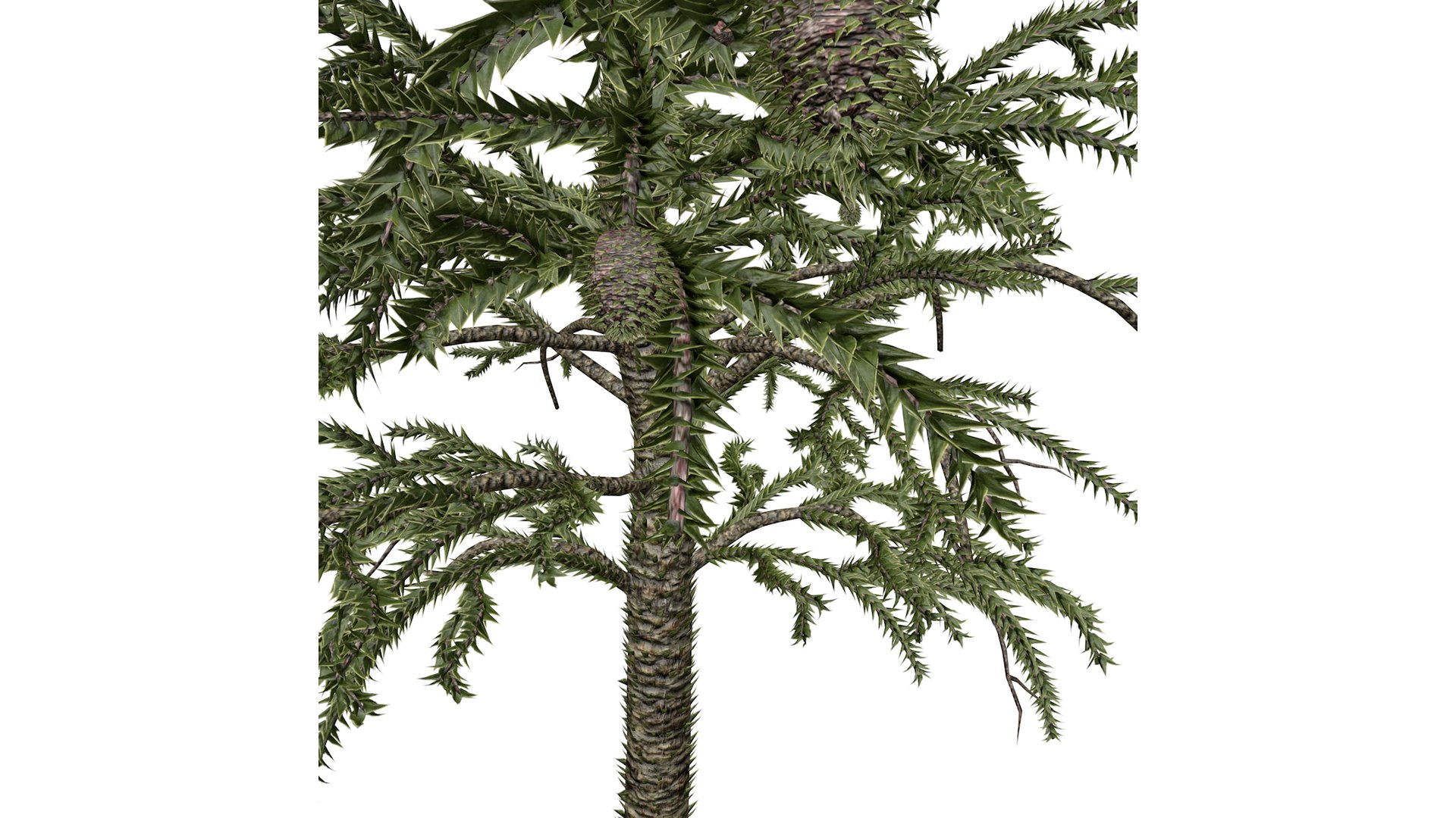 3D Monkey Puzzle Tree - 08 - - TurboSquid 2373690