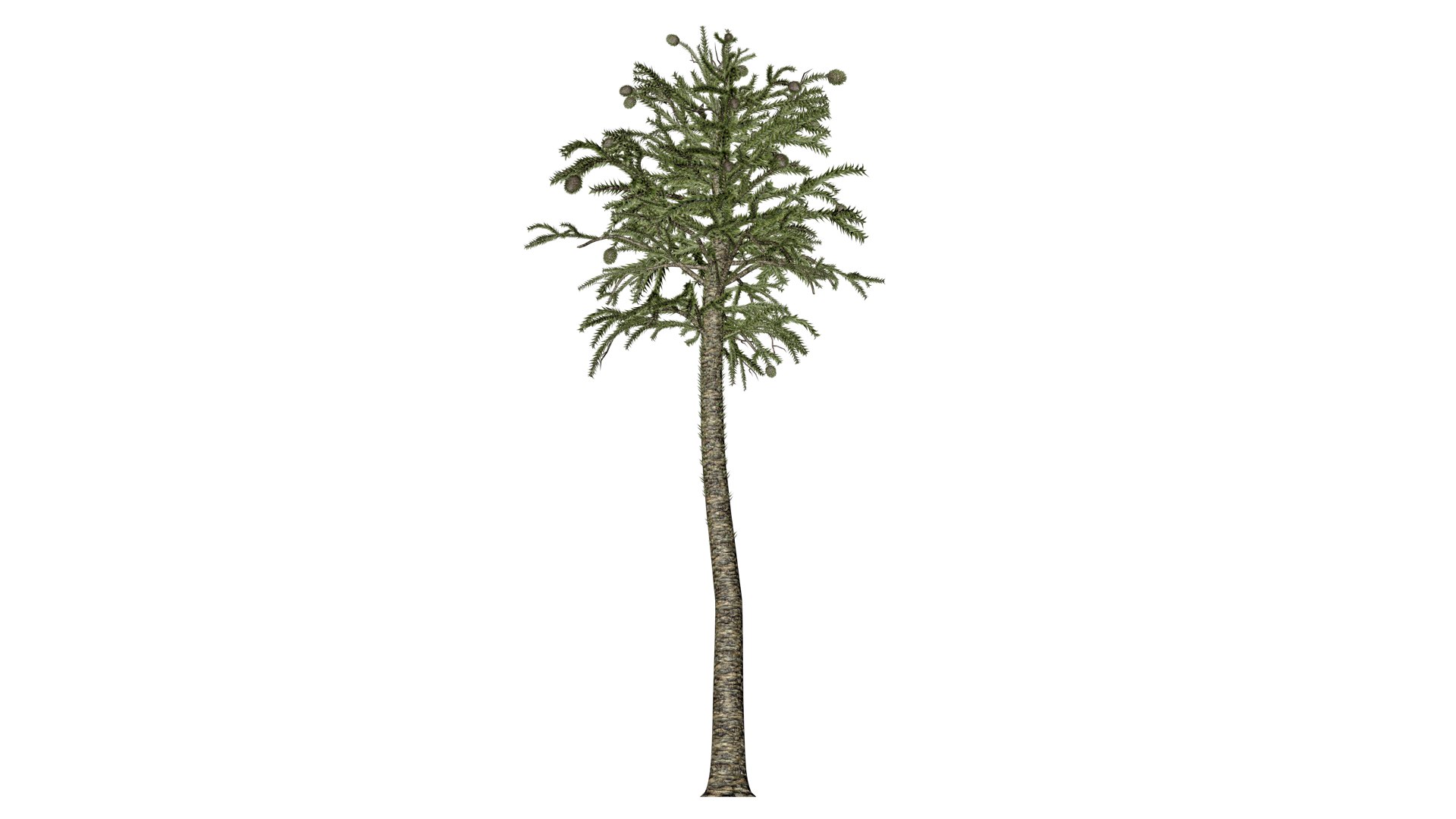 3D Monkey Puzzle Tree - 08 - - TurboSquid 2373690