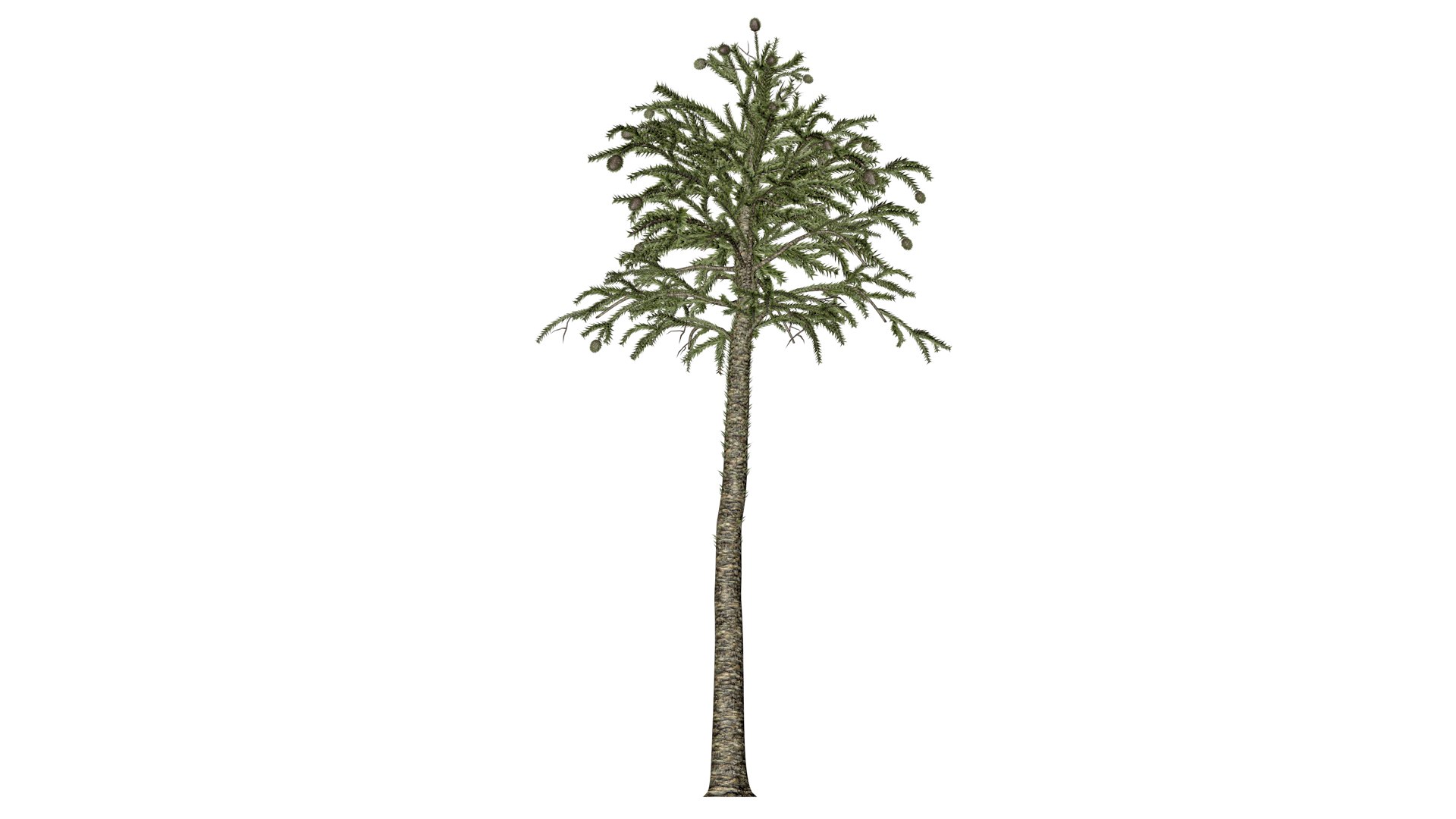 3D Monkey Puzzle Tree - 08 - - TurboSquid 2373690