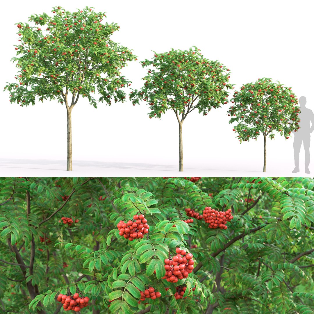 Rowan Trees Model - TurboSquid 1707578