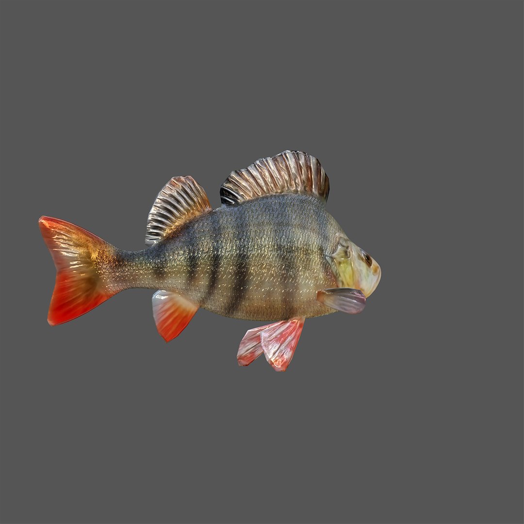 Low-poly Perch Fish Animations 3D Model - TurboSquid 1612978