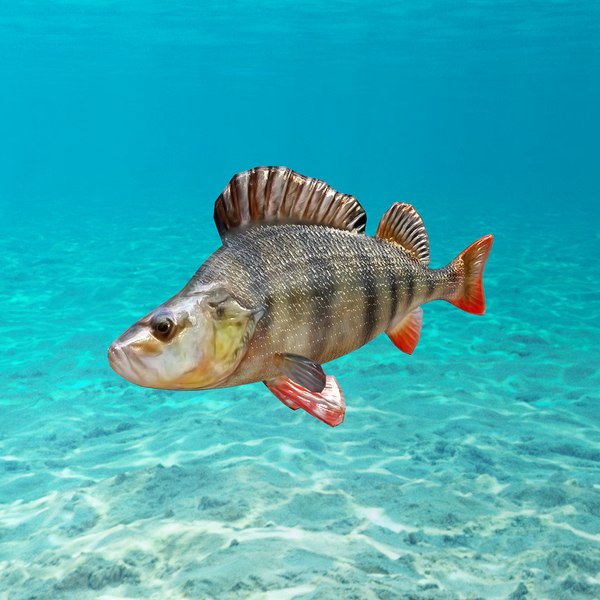 Perch 3D Models for Download | TurboSquid