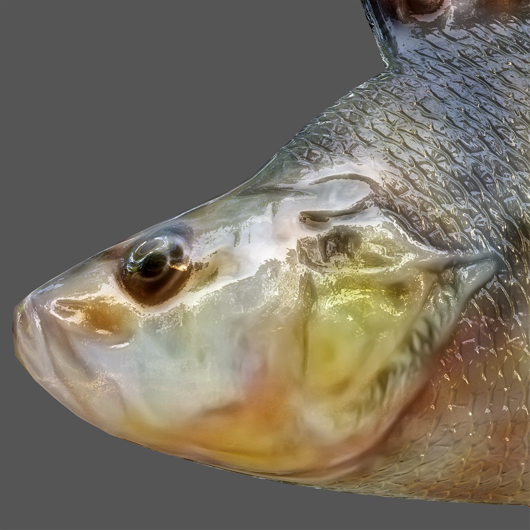 Low-poly Perch Fish Animations 3D Model - TurboSquid 1612978
