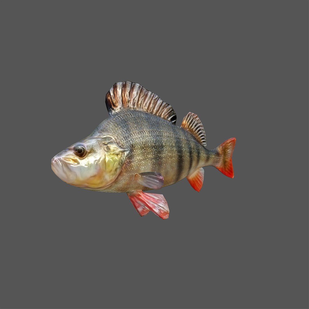 Low-poly Perch Fish Animations 3D Model - TurboSquid 1612978