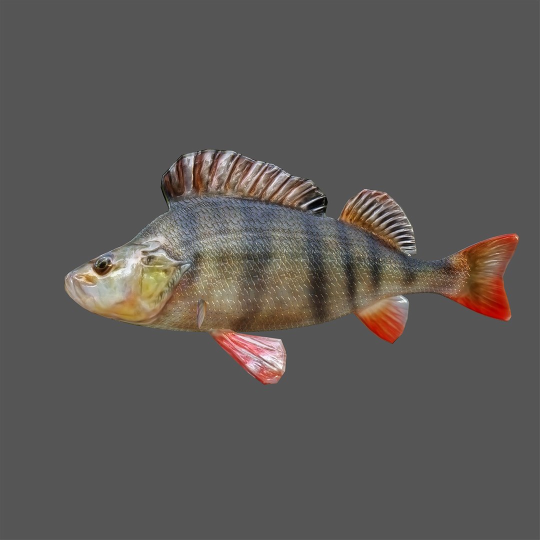 Low-poly Perch Fish Animations 3D Model - TurboSquid 1612978