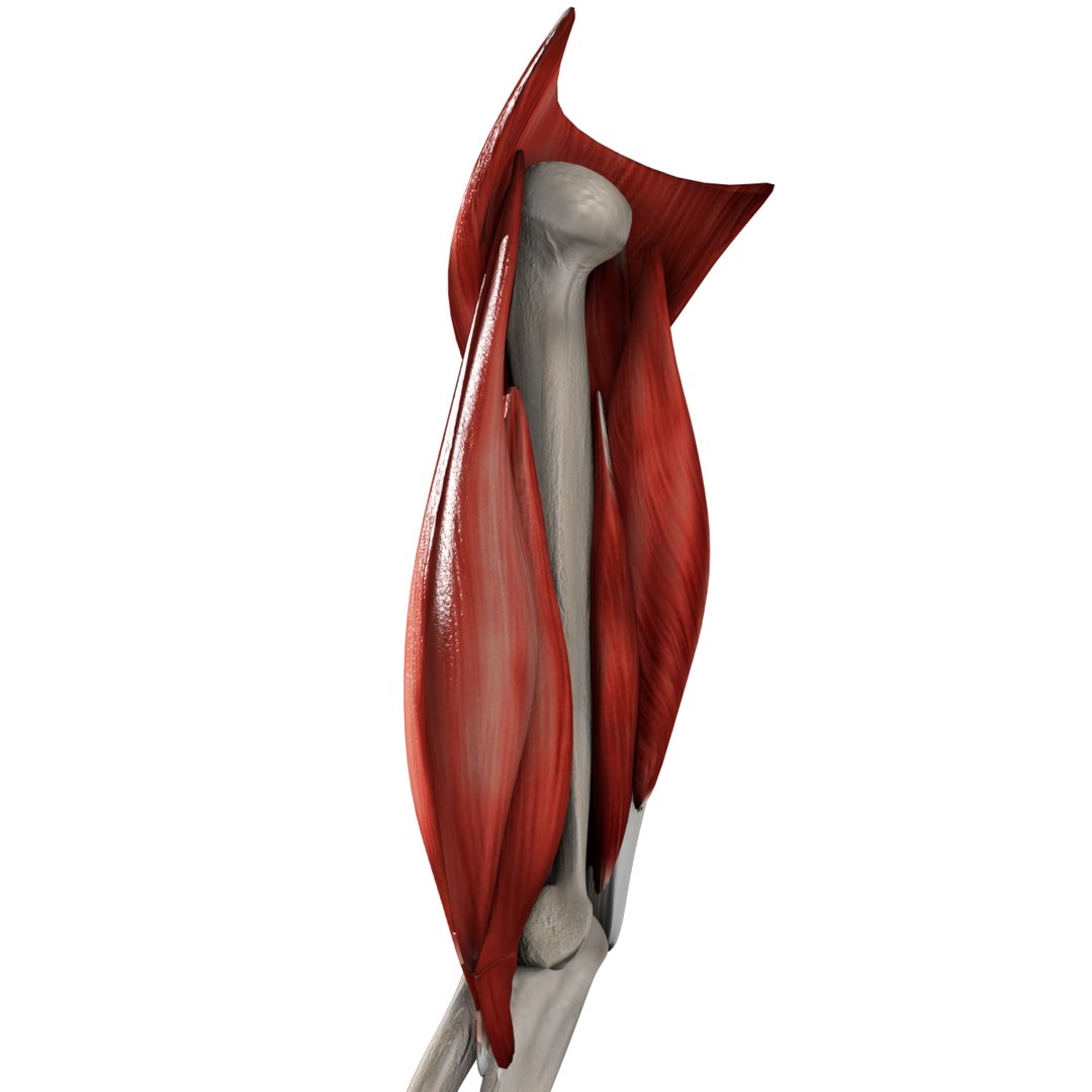 3D model upper arm muscle group - TurboSquid 1519894