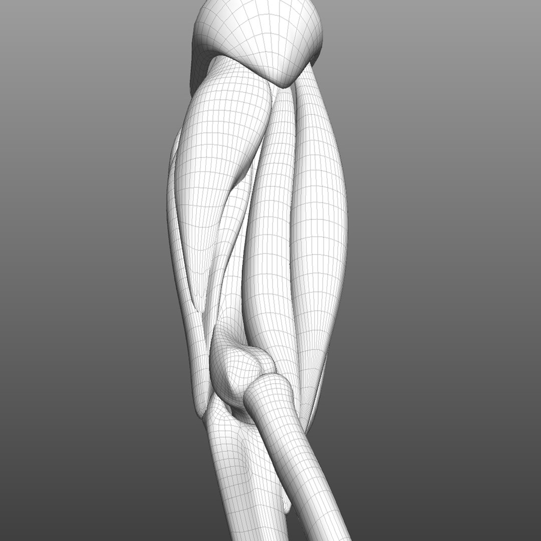 3D model upper arm muscle group - TurboSquid 1519894