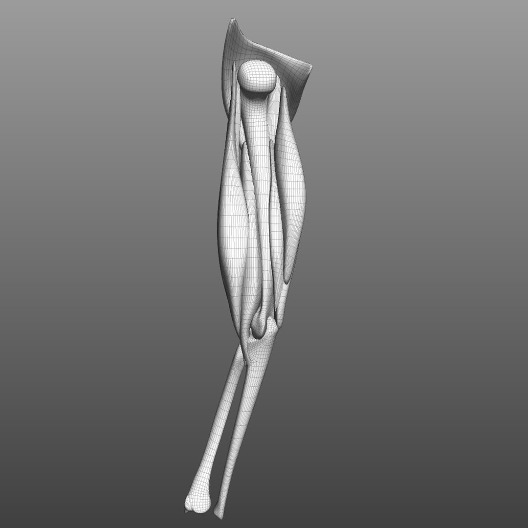 3D model upper arm muscle group - TurboSquid 1519894